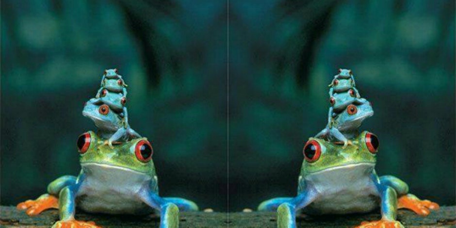 Indian Frogs Invent A New Sex Position And Its Pretty Hot Yourtango